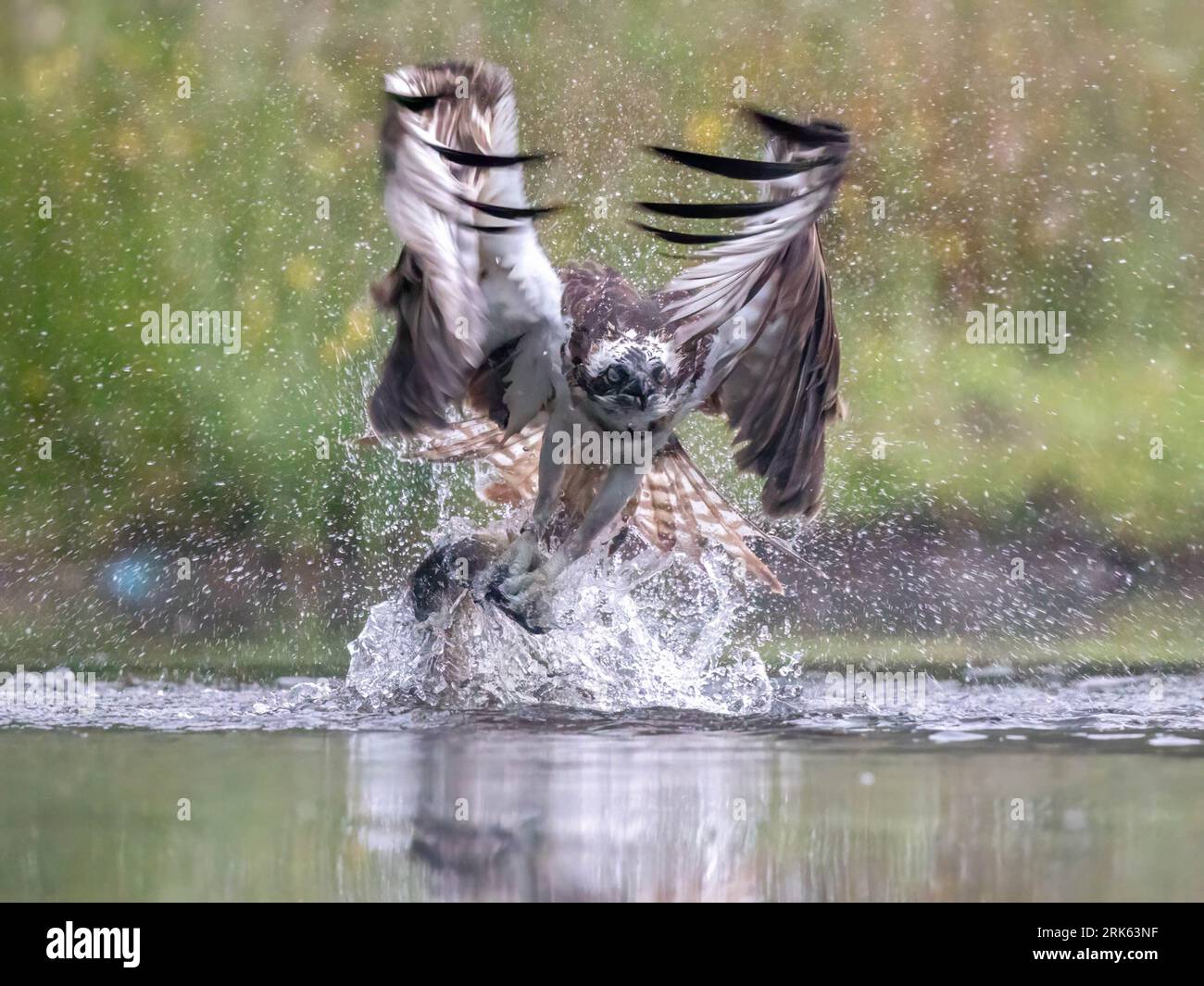 A closeup of a osprey soaring above a sparkling body of water while ...