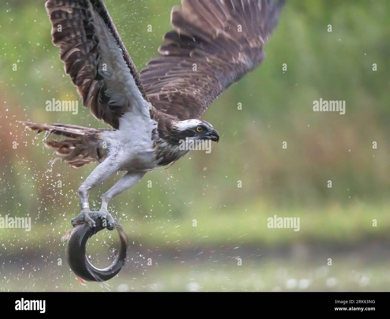 A closeup of a osprey soaring above a sparkling body of water while ...