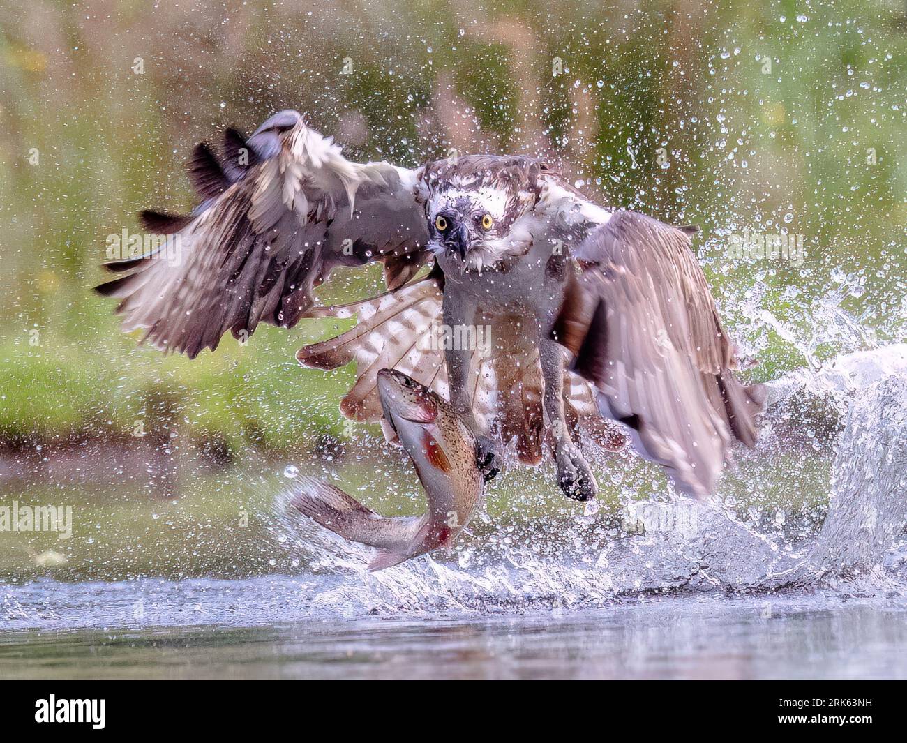 A closeup of a osprey soaring above a sparkling body of water while ...