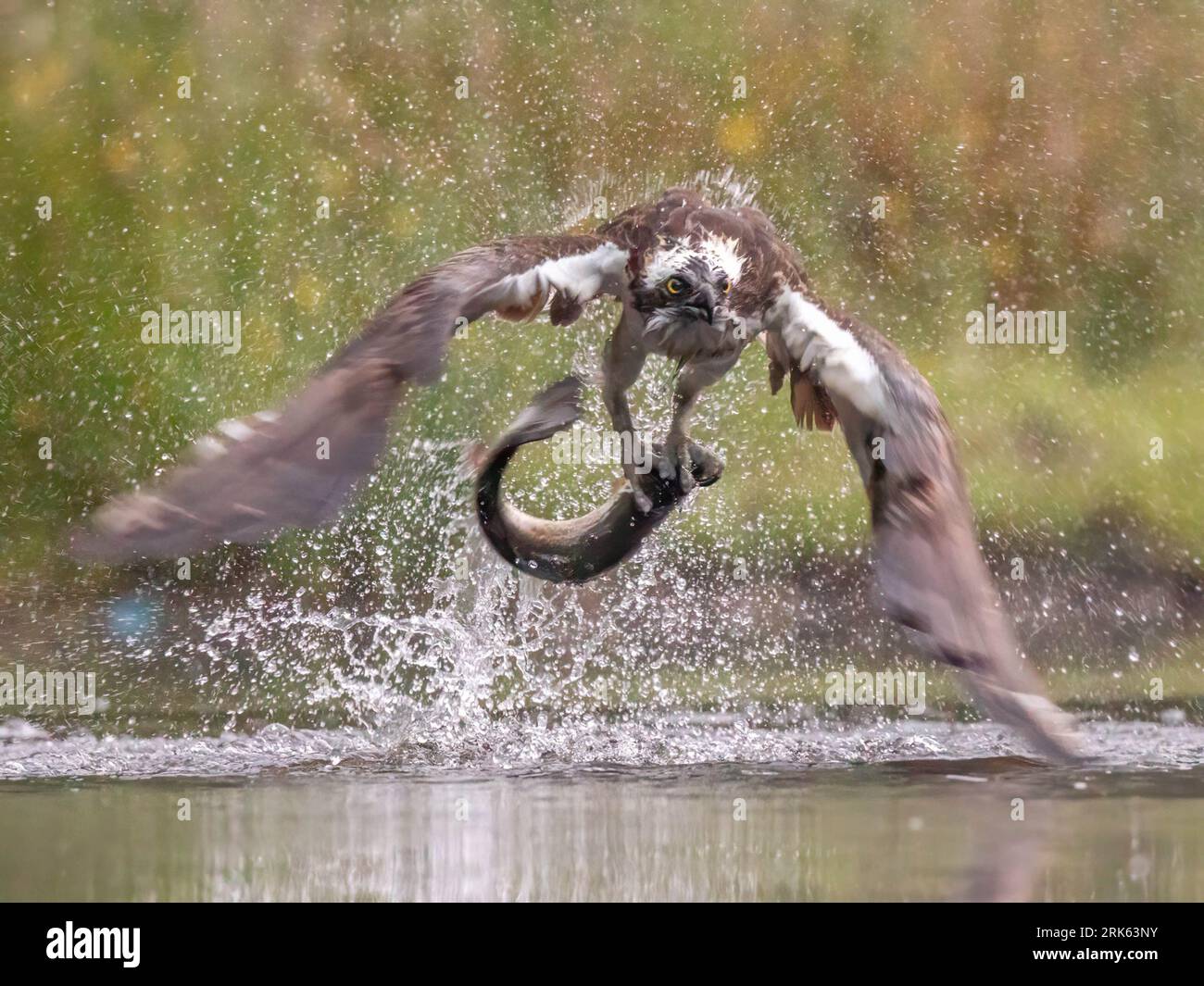 A closeup of a osprey soaring above a sparkling body of water while ...