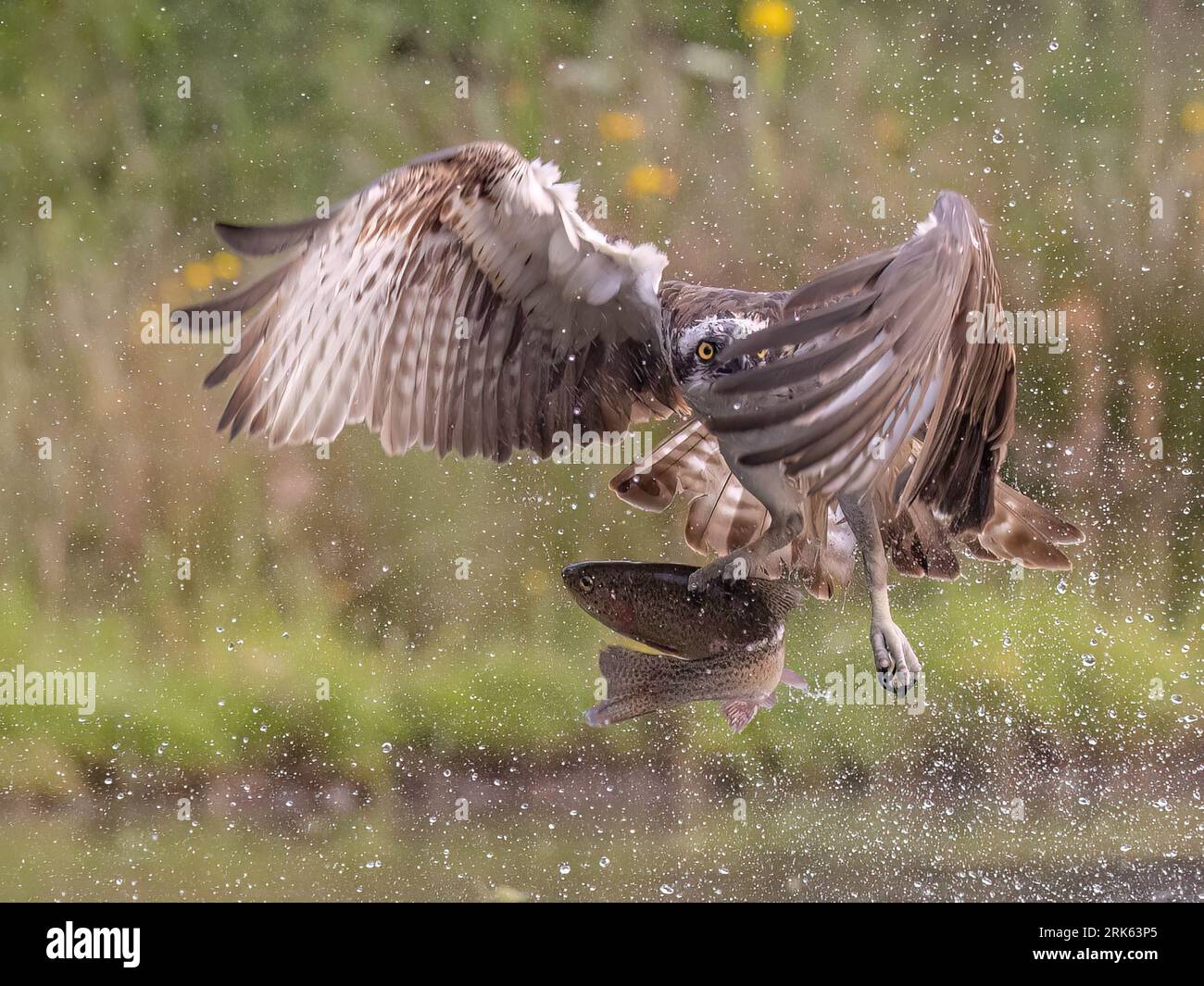 A closeup of a osprey soaring above a sparkling body of water while ...