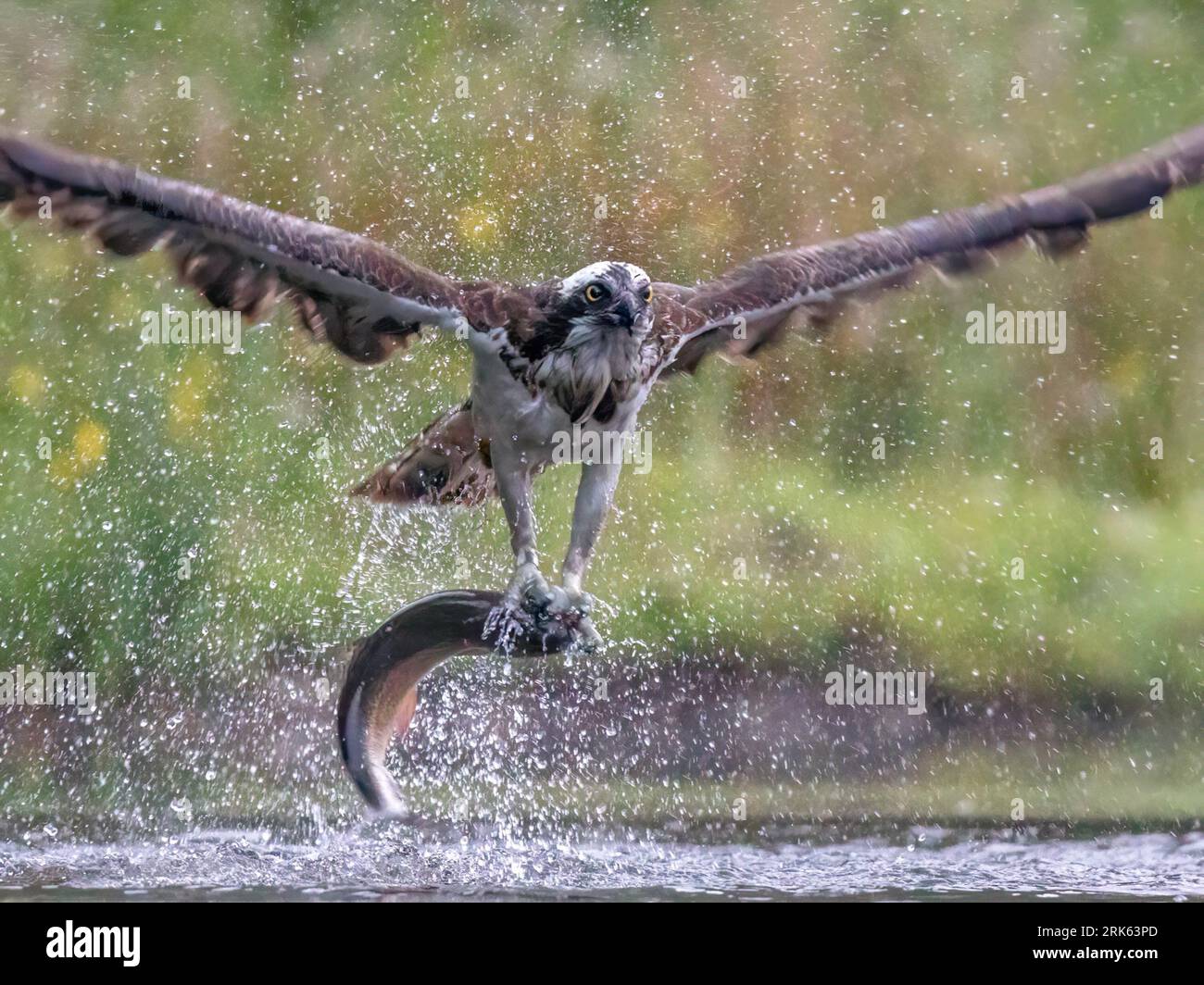A closeup of a osprey soaring above a sparkling body of water while ...