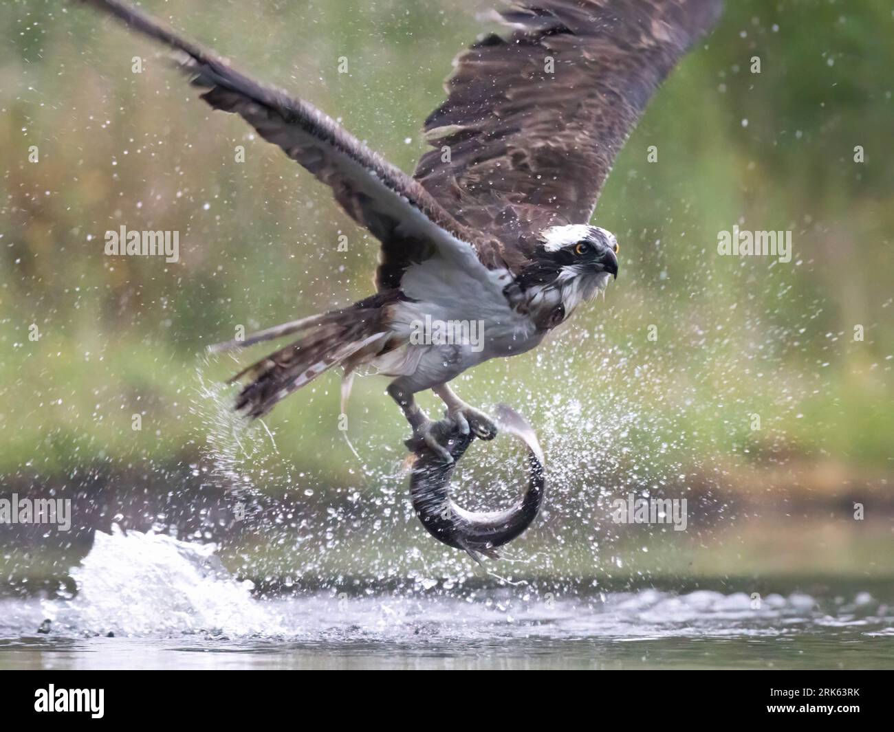A closeup of a osprey soaring above a sparkling body of water while ...
