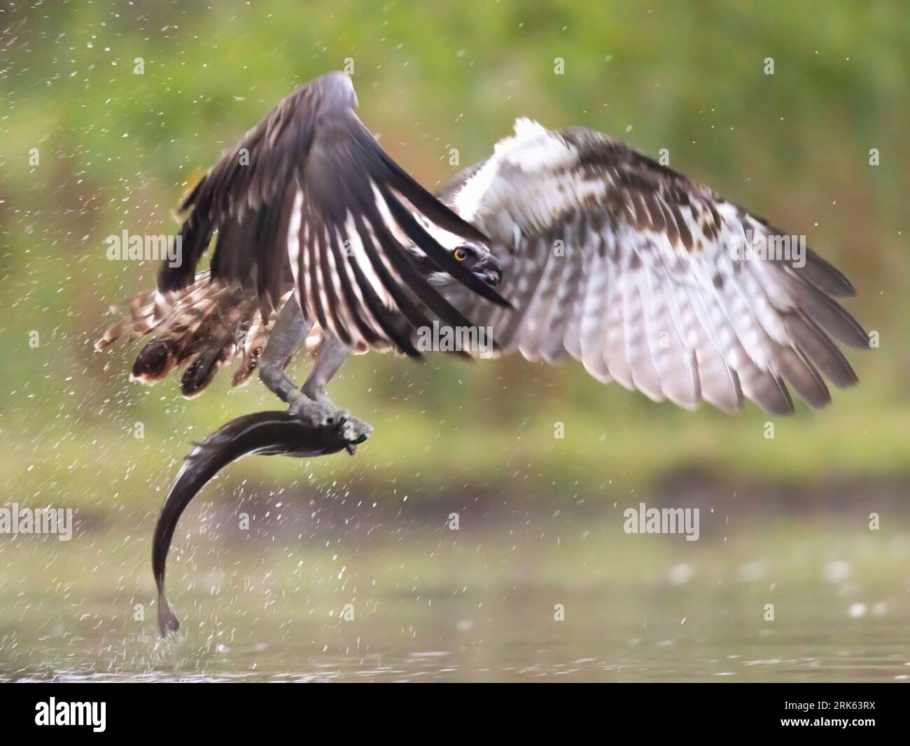 A closeup of a osprey soaring above a sparkling body of water while ...