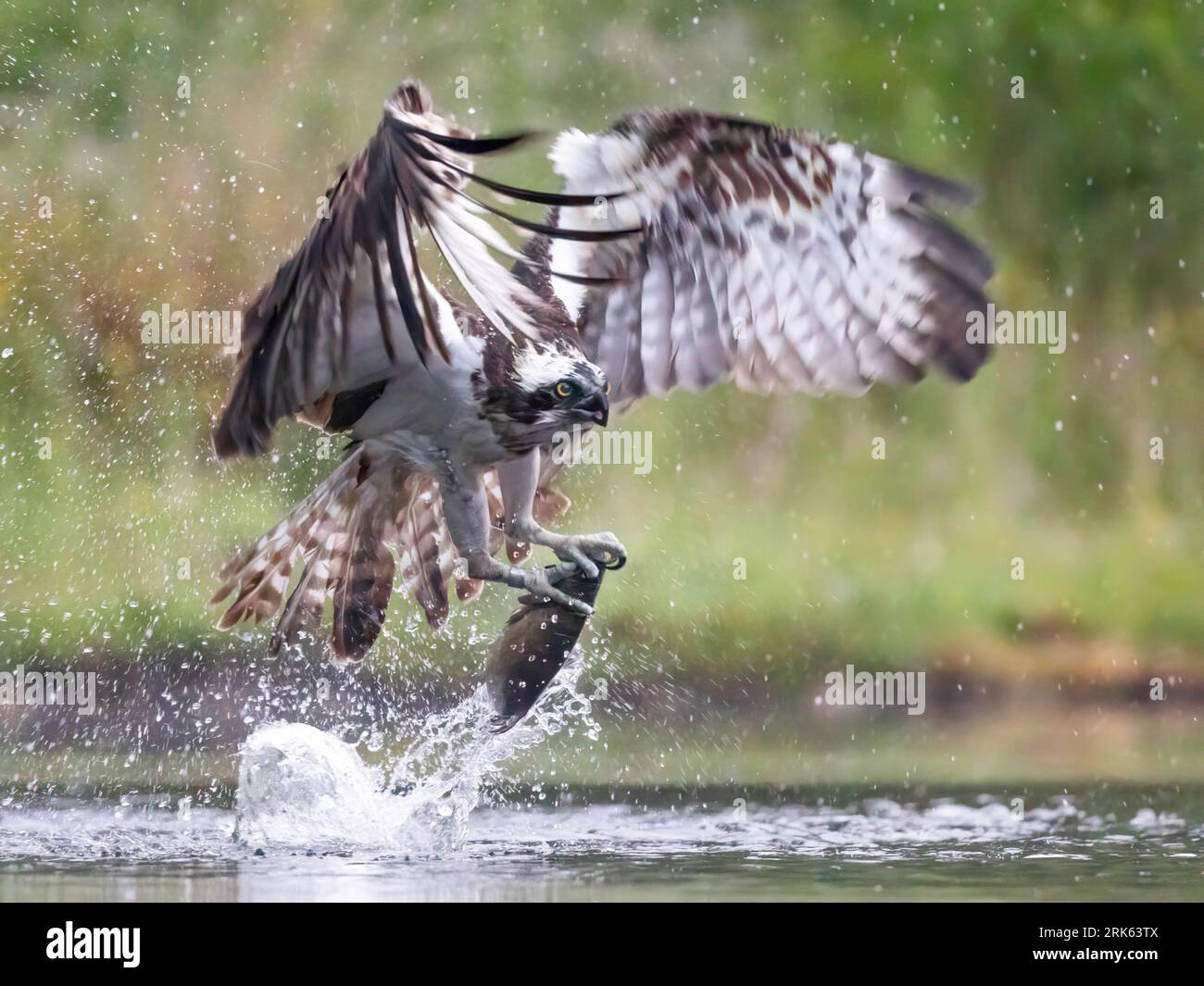 A closeup of a osprey soaring above a sparkling body of water while carrying a fresh fish in its ...