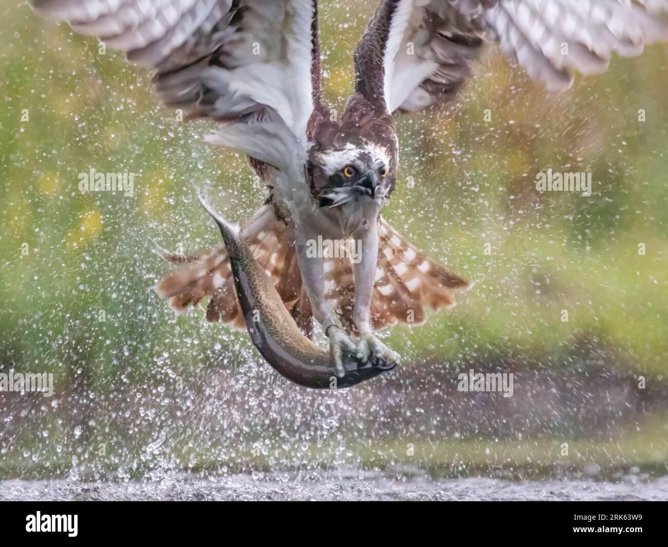 A closeup of a osprey soaring above a sparkling body of water while ...