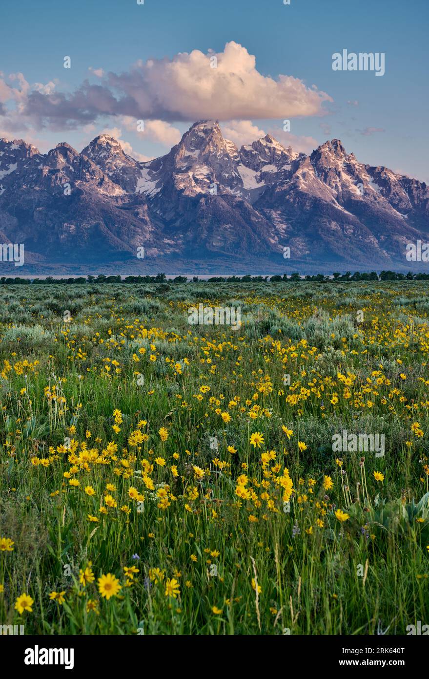 spring flowers with Grand Teton Range, Grand Teton National Park ...
