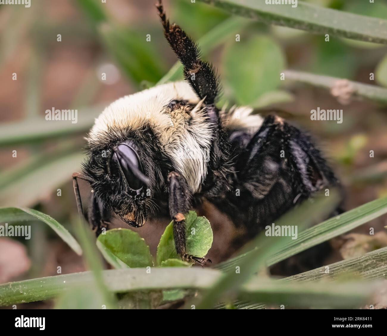 A Queen Bombus impatiens Bumble bee displaying the raised left leg ...