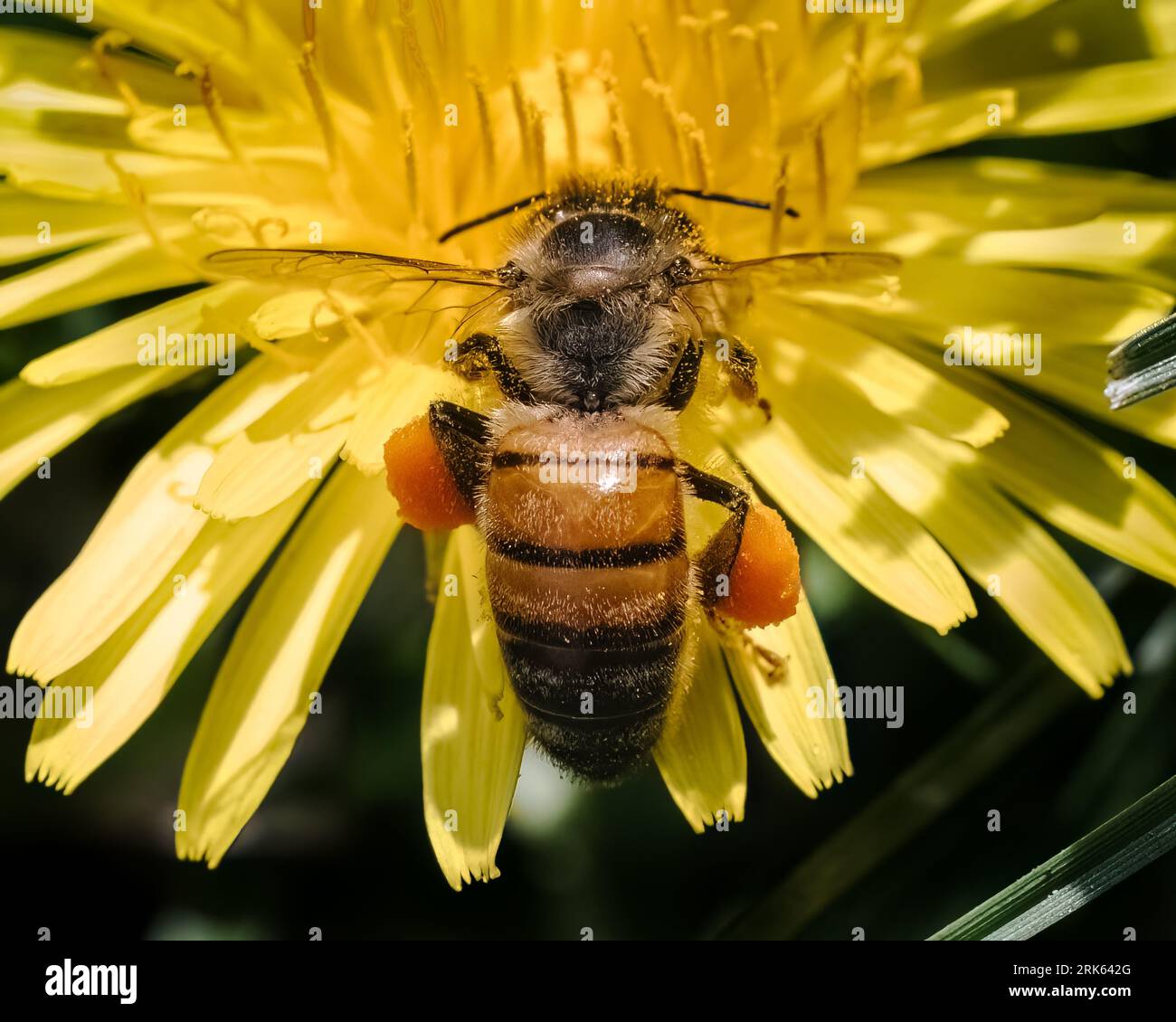 Beehive on legs hi-res stock photography and images - Alamy