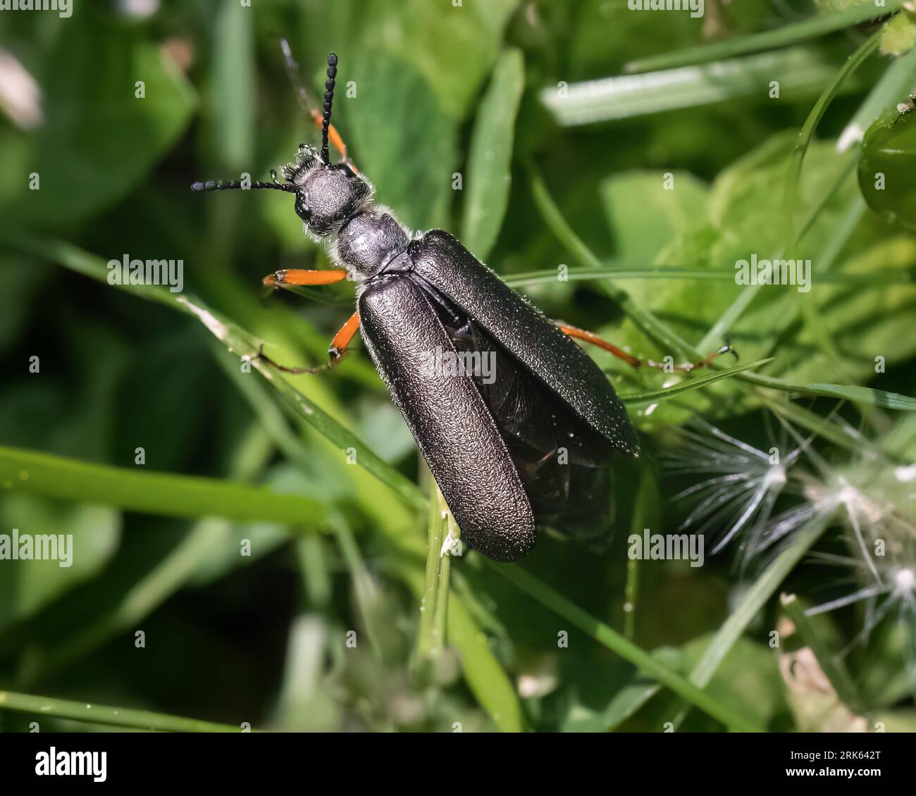 Posterior view of a gray Lytta Blister Beetle crawling up blades of ...