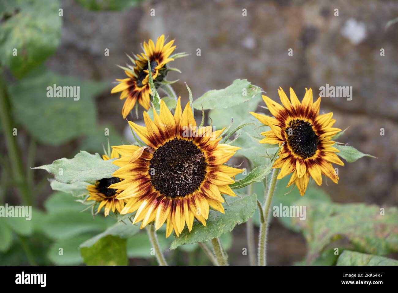 The sunflowers in bloom Stock Photo - Alamy