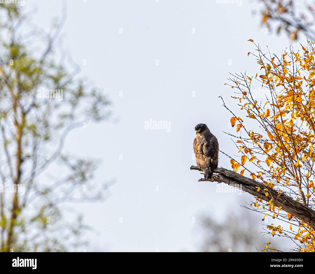 A hawk stands atop a bright yellow tree branch, surveying its natural ...