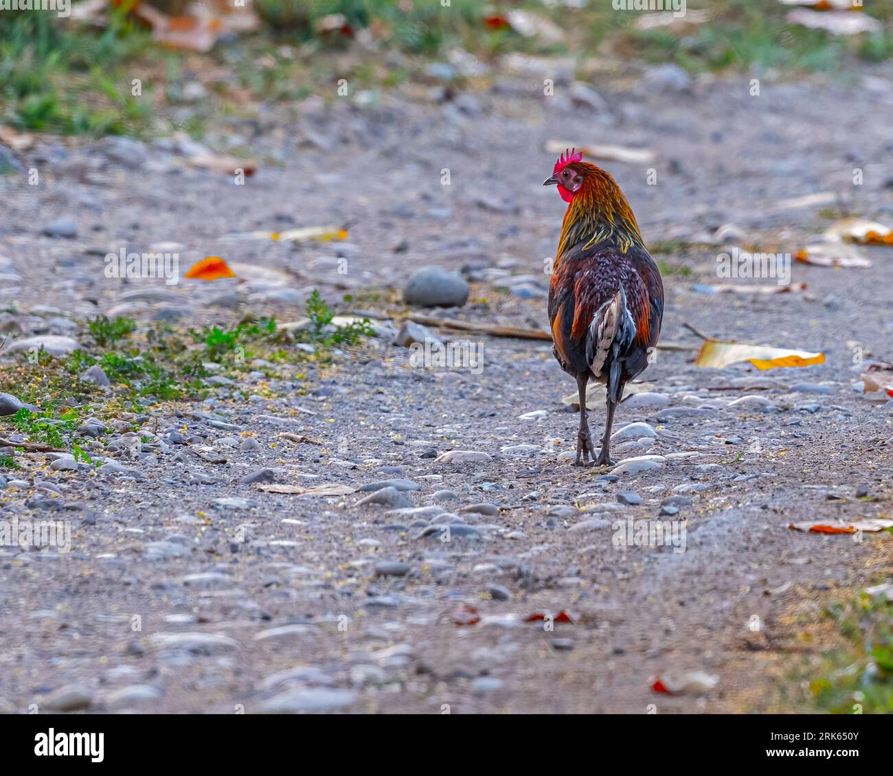 A vibrant red rooster is walking along a rural dirt road surrounded by ...
