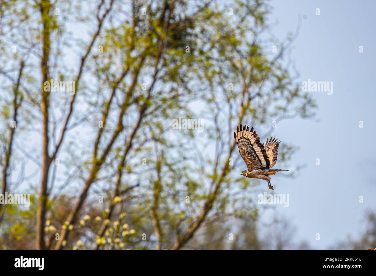 A majestic hawk soaring through the sky, its wings spread wide as it ...