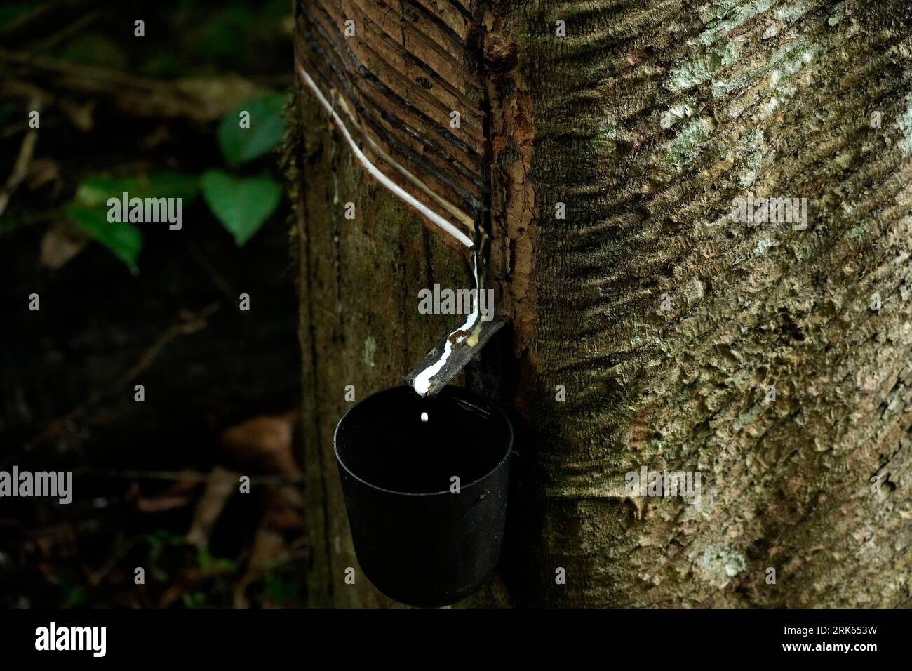 FILE - A rubber tree is prepared for the removal of rubber in the Chico ...