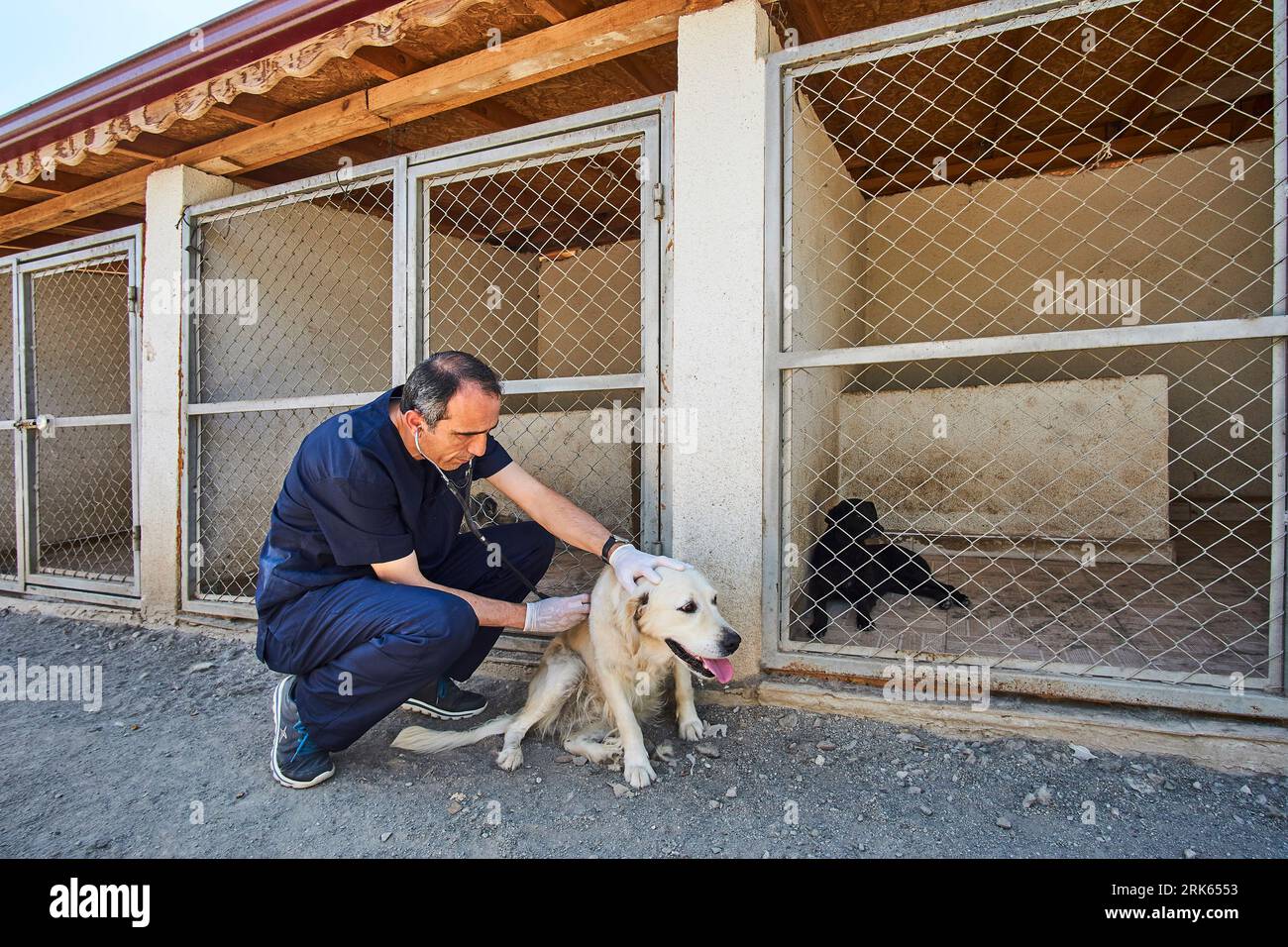 a vet in a green field surrounded by many dogs. a vet helping out dogs ...