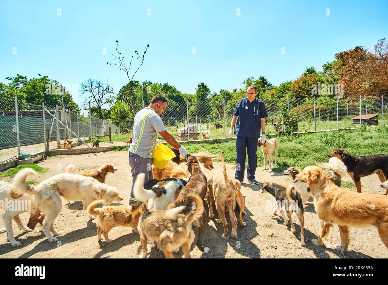 a vet in a green field surrounded by many dogs. a vet helping out dogs ...