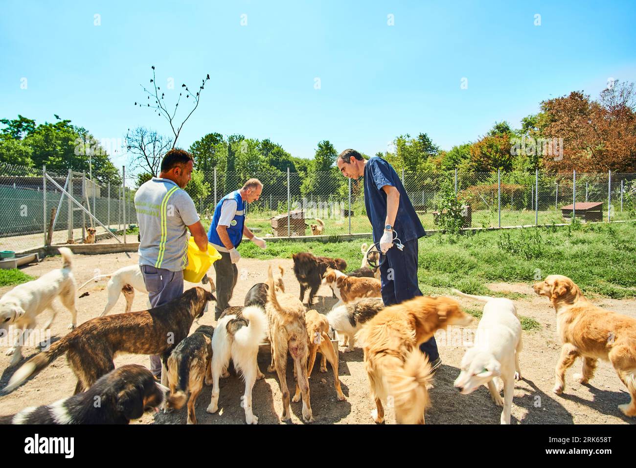 a vet in a green field surrounded by many dogs. a vet helping out dogs ...