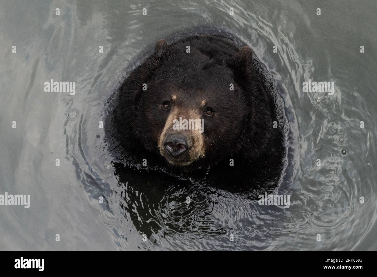 A bear looks up from an enclosure at Marineland amusement park in ...