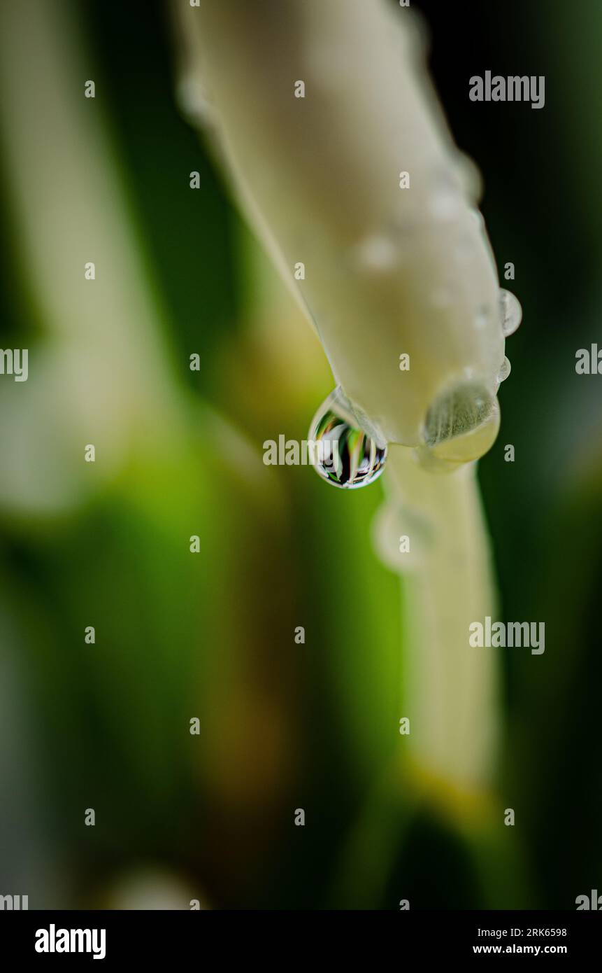 An isolated close-up of a single water drop on a plant Stock Photo - Alamy