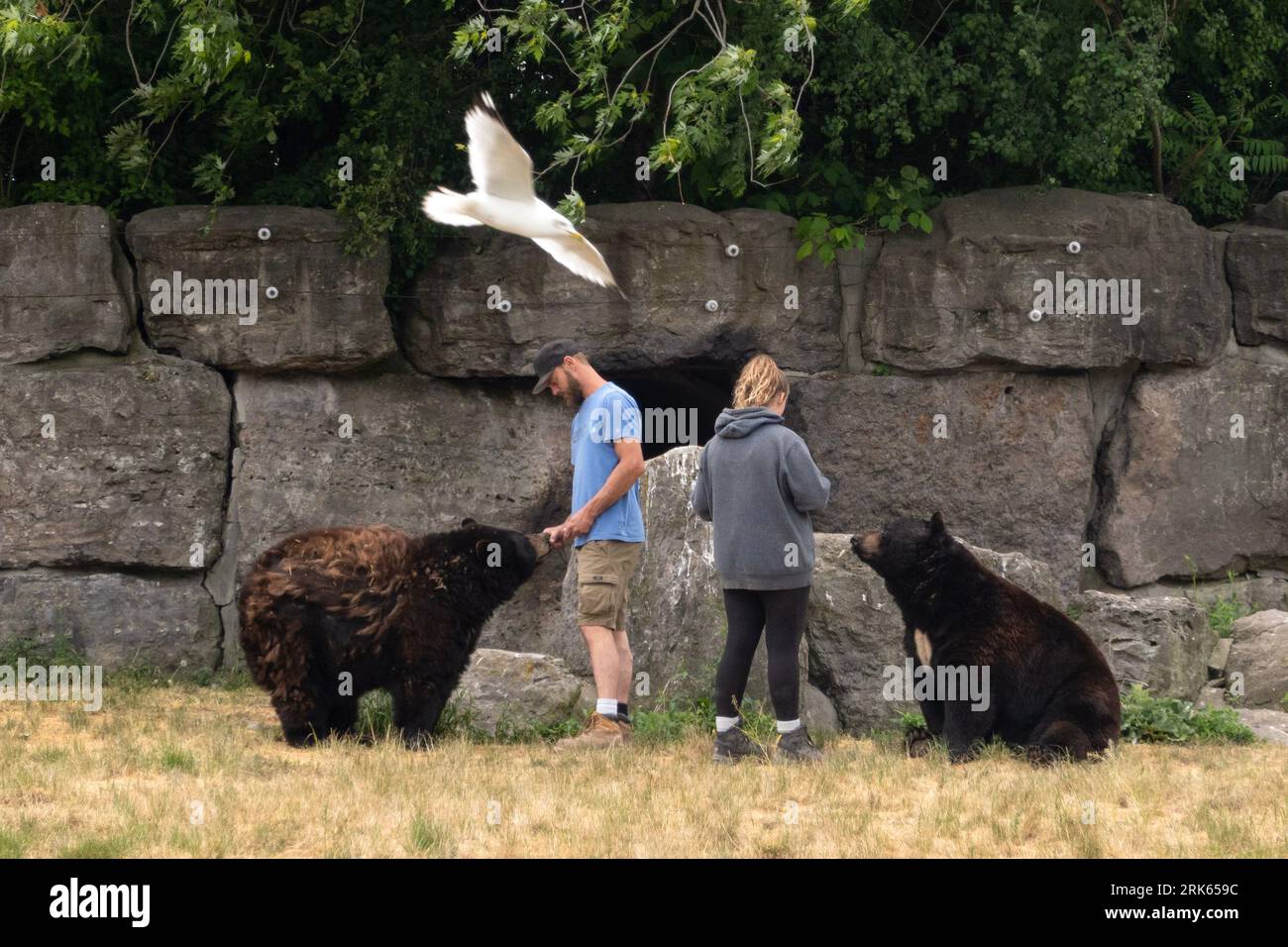 Workers feed bears in an enclosure at Marineland amusement park in ...