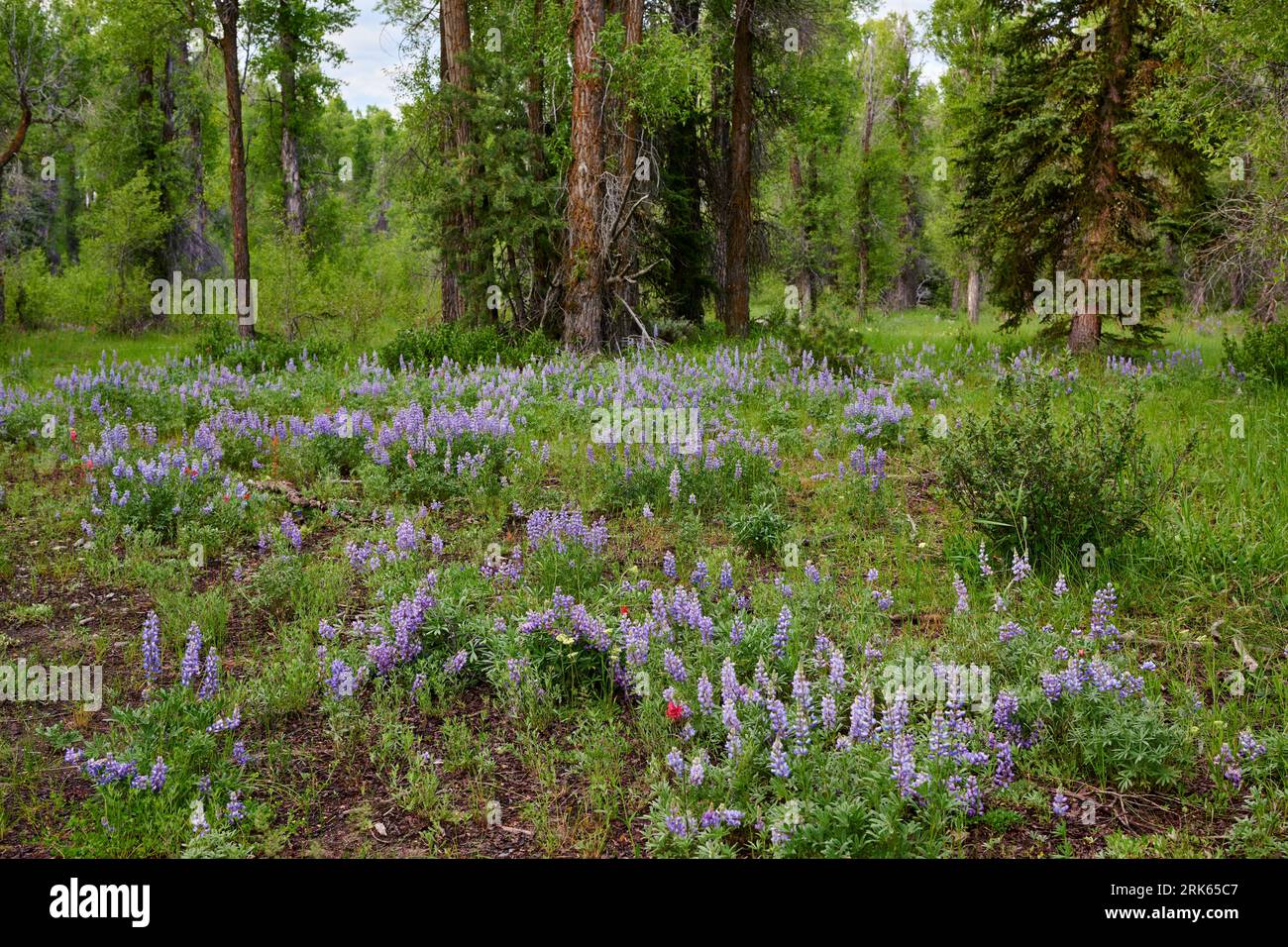 Lupine blooming, Lupinus sericeus, spring flowers in Grand Teton ...