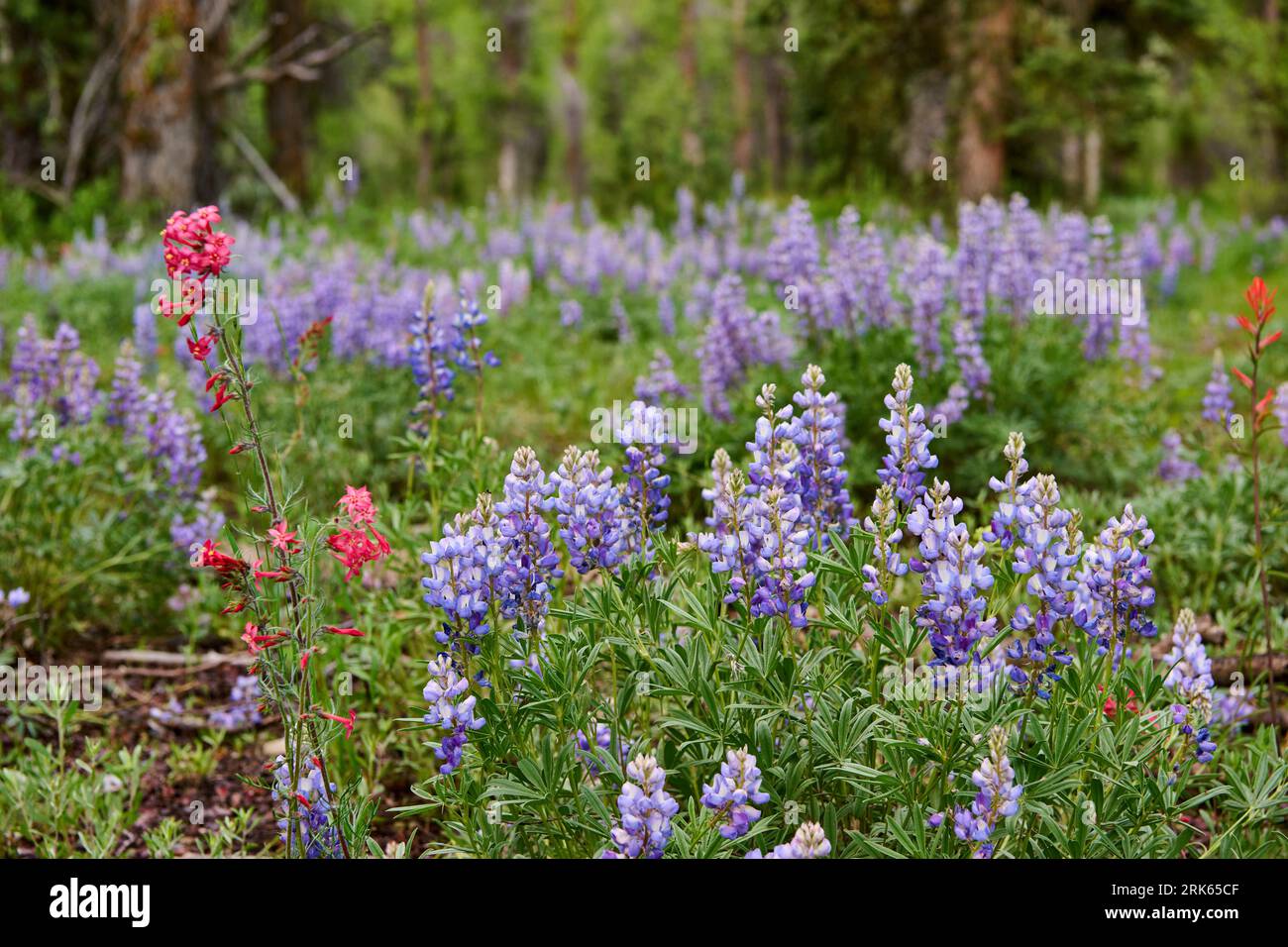 Lupine blooming, Lupinus sericeus, spring flowers in Grand Teton ...