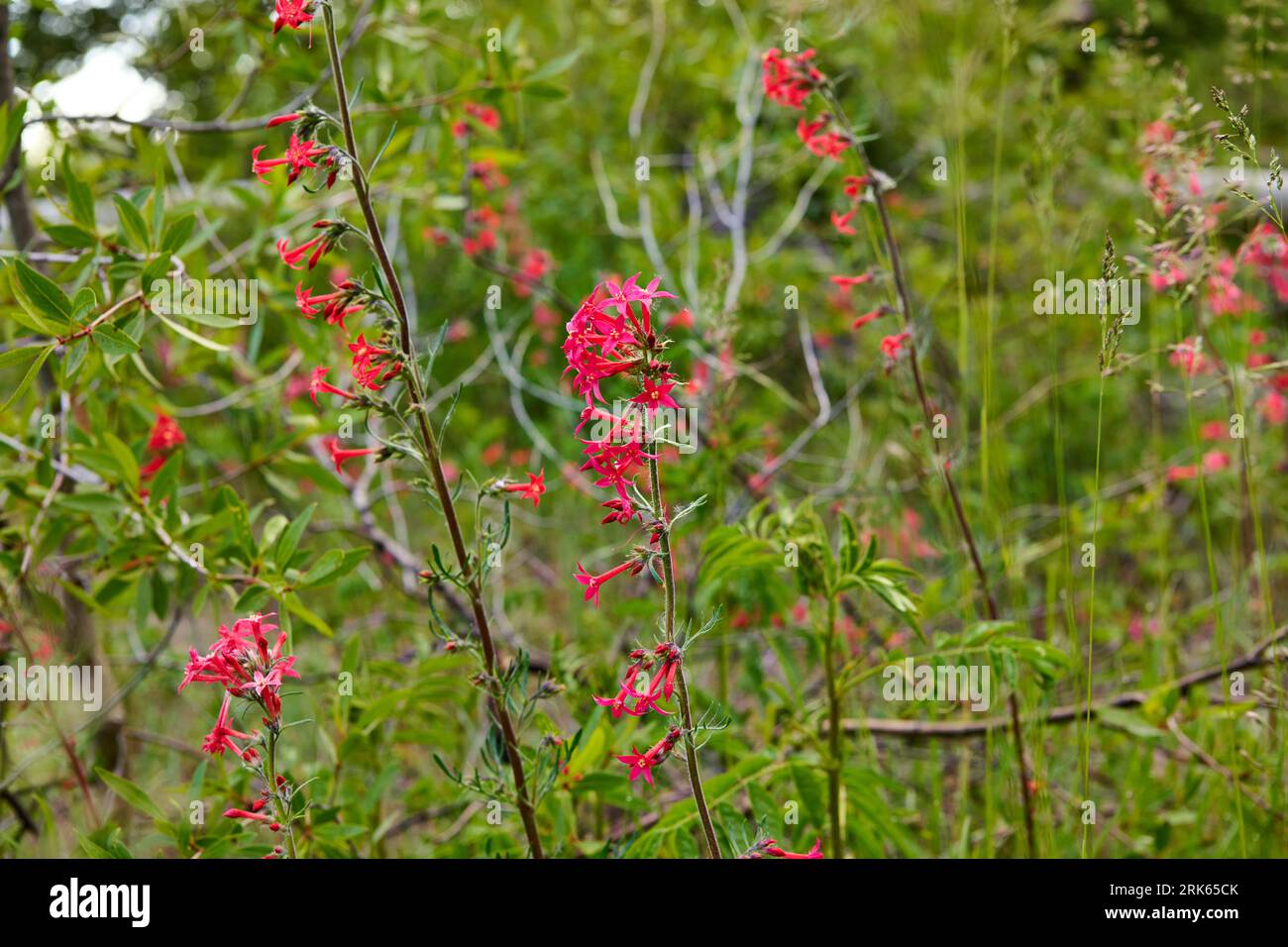 spring flowers in Grand Teton National Park, Wyoming, United States of ...