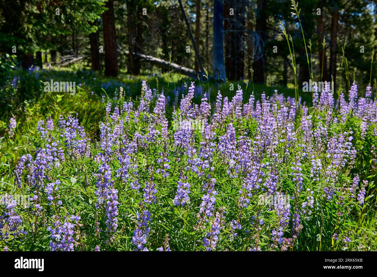 Lupine blooming, Lupinus sericeus, spring flowers in Grand Teton ...