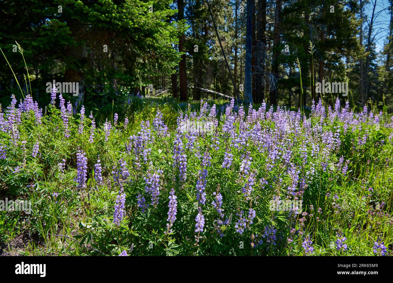 Lupine blooming, Lupinus sericeus, spring flowers in Grand Teton ...