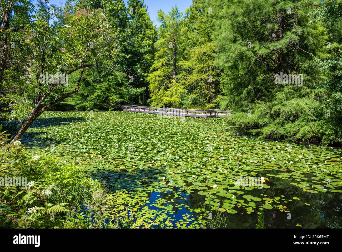 The R Roy Forster Cypress Pond, named for VanDusen Botanical Garden's ...