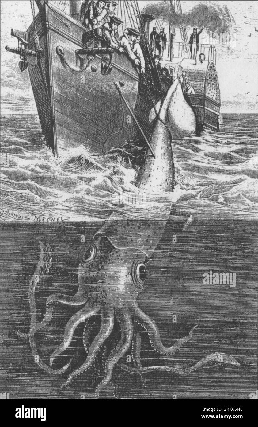 The giant squid (Architeuthis dux Stock Photo - Alamy