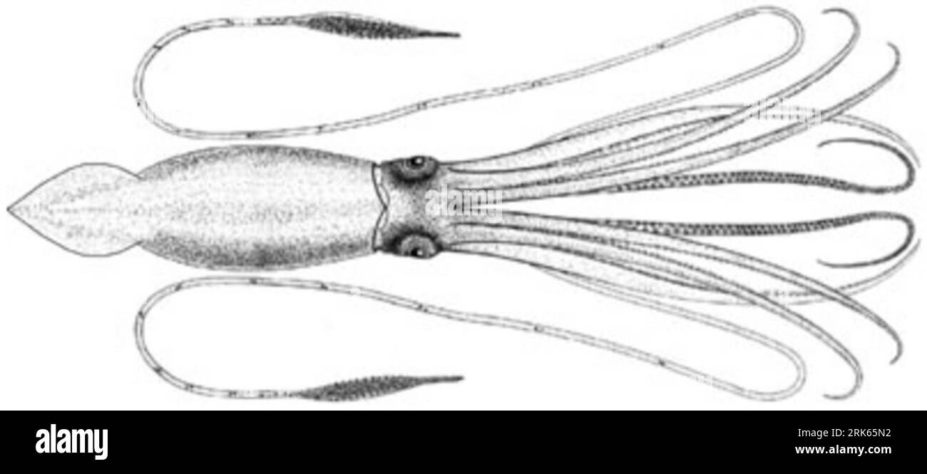 The giant squid (Architeuthis dux Stock Photo - Alamy