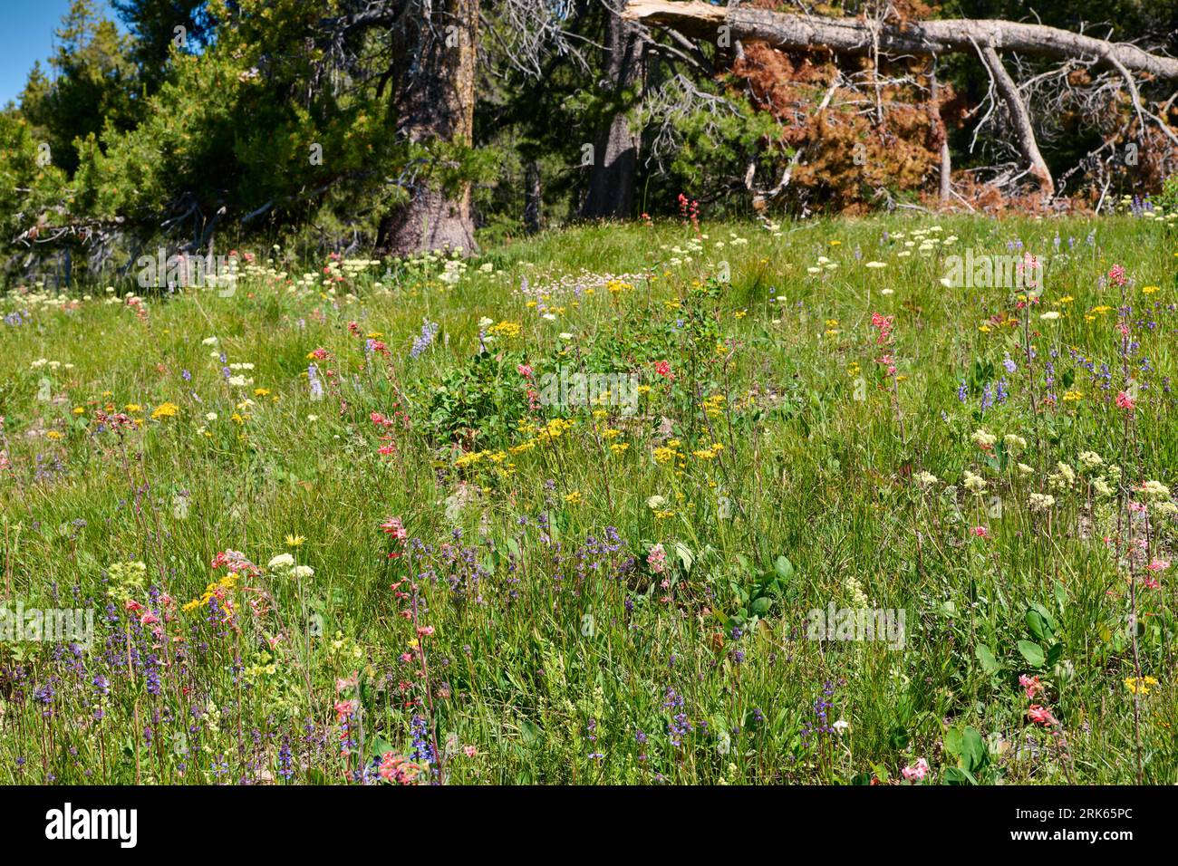 spring flowers in Grand Teton National Park, Wyoming, United States of ...