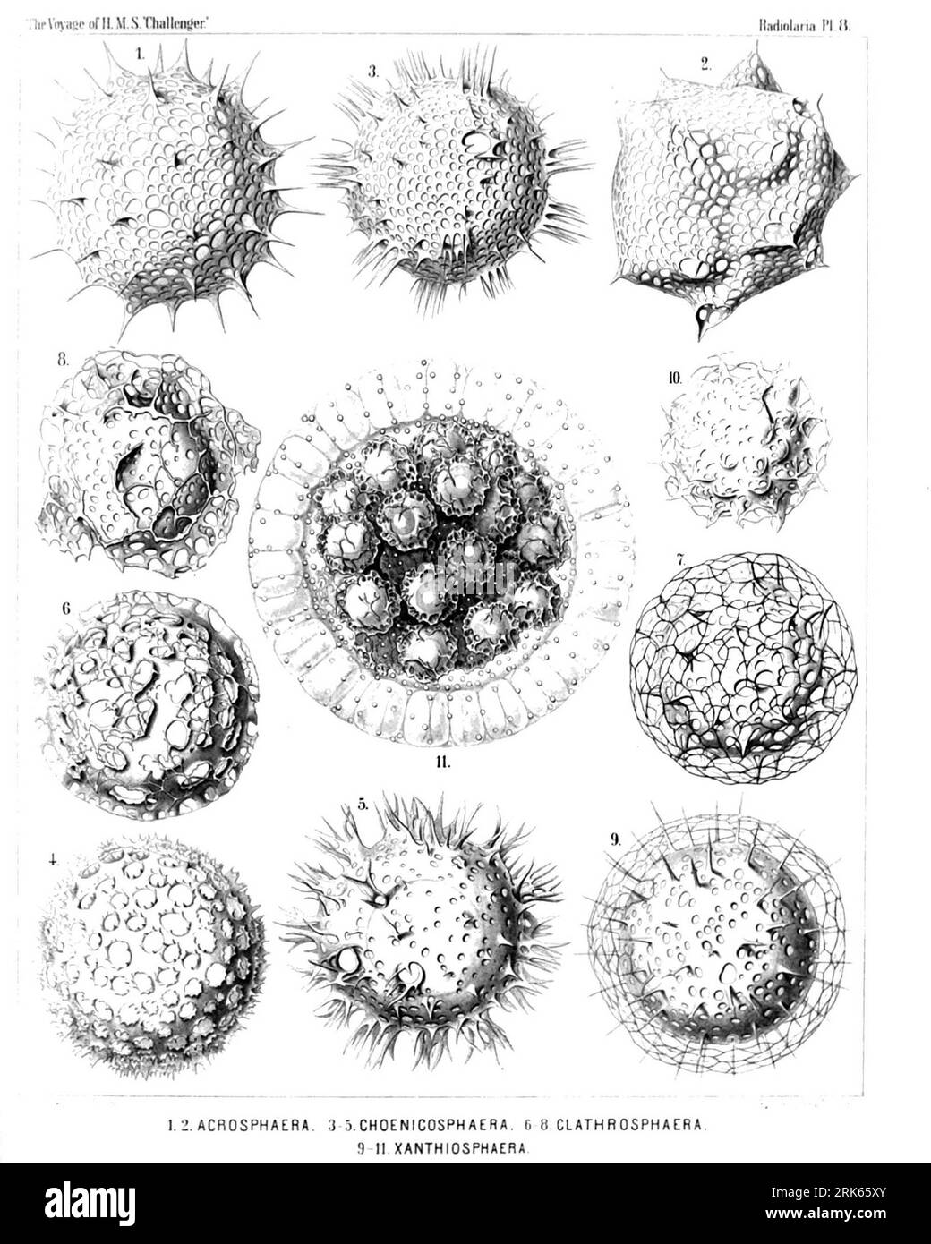 Illustration from Report on the Radiolaria collected by H.M.S ...