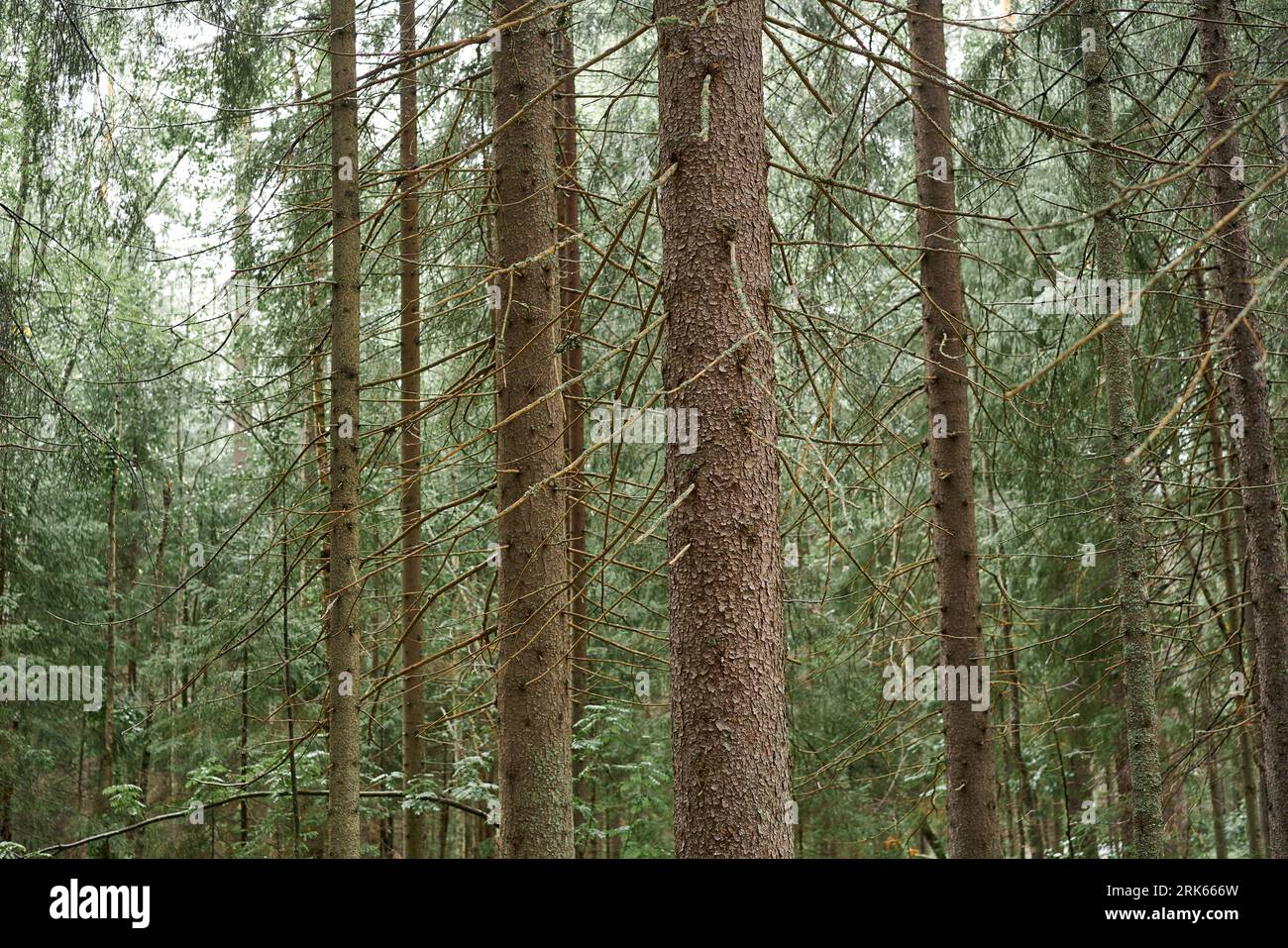 Fir trees in the forest. Nature landscape Stock Photo - Alamy