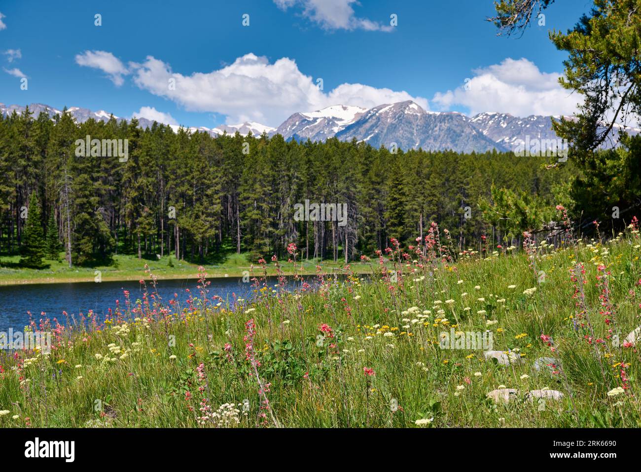 spring flowers in Grand Teton National Park, Wyoming, United States of ...
