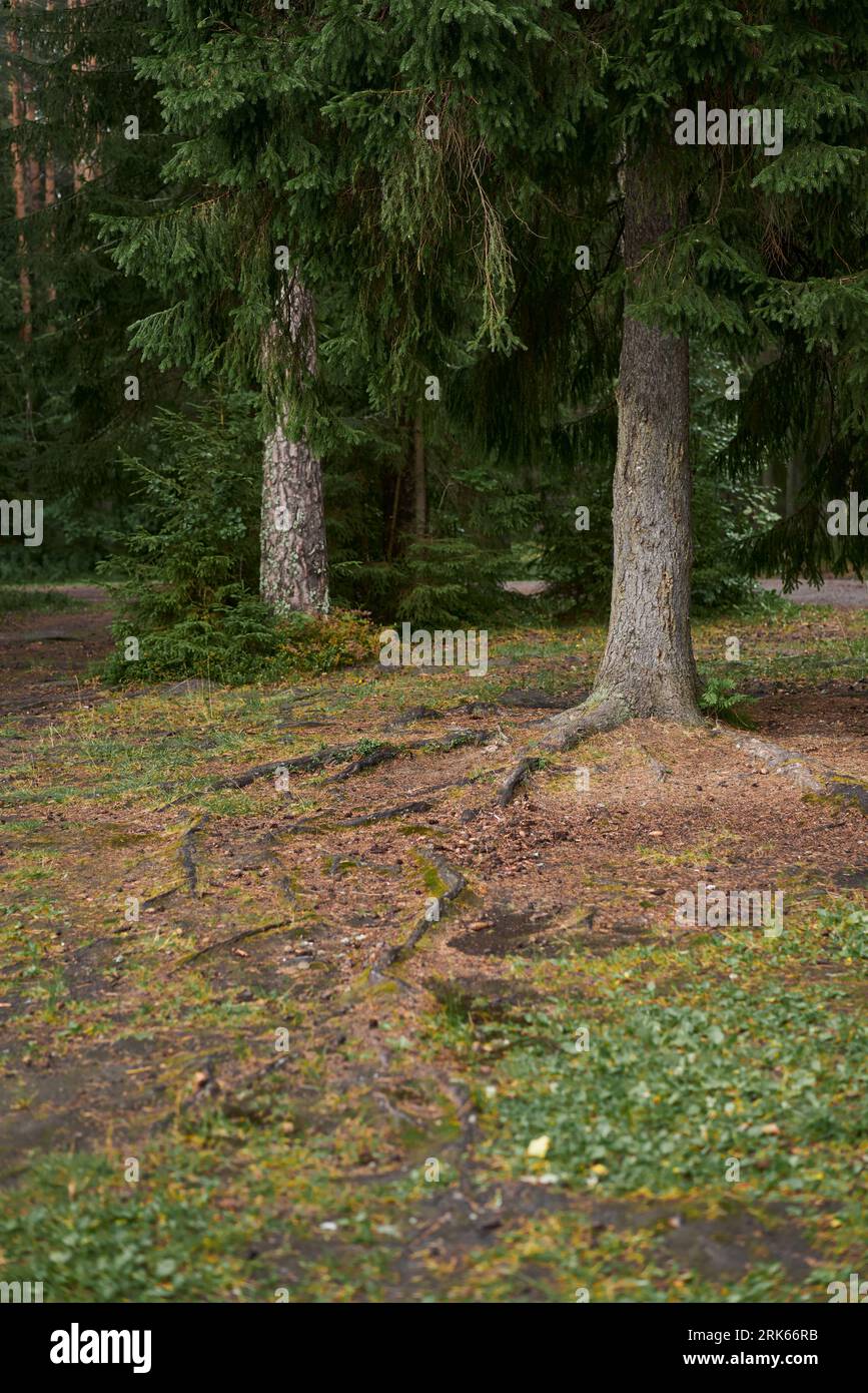 Fir trees in the forest. Nature landscape Stock Photo - Alamy