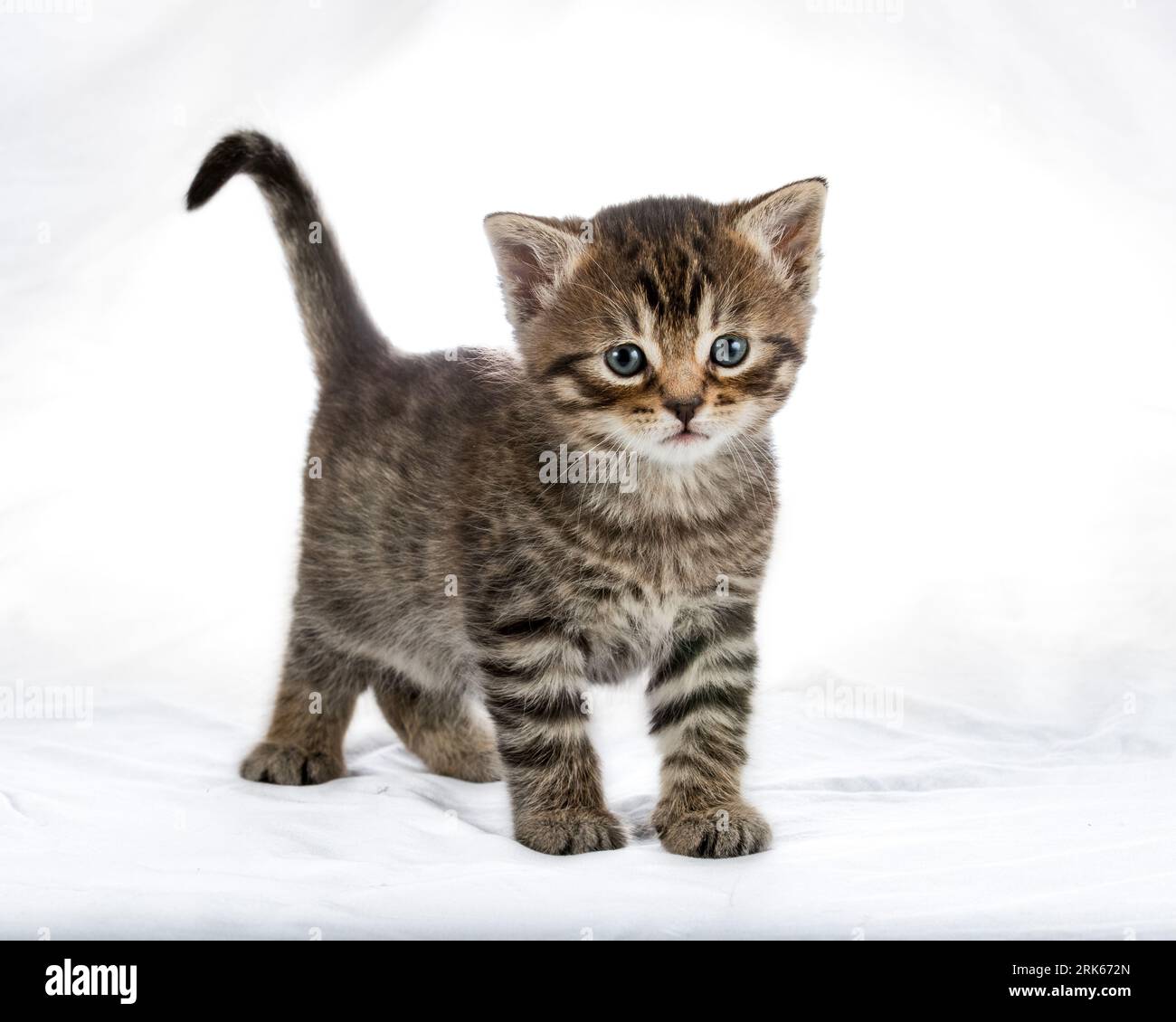 A charming gray kitten on a white background, looking into the camera ...