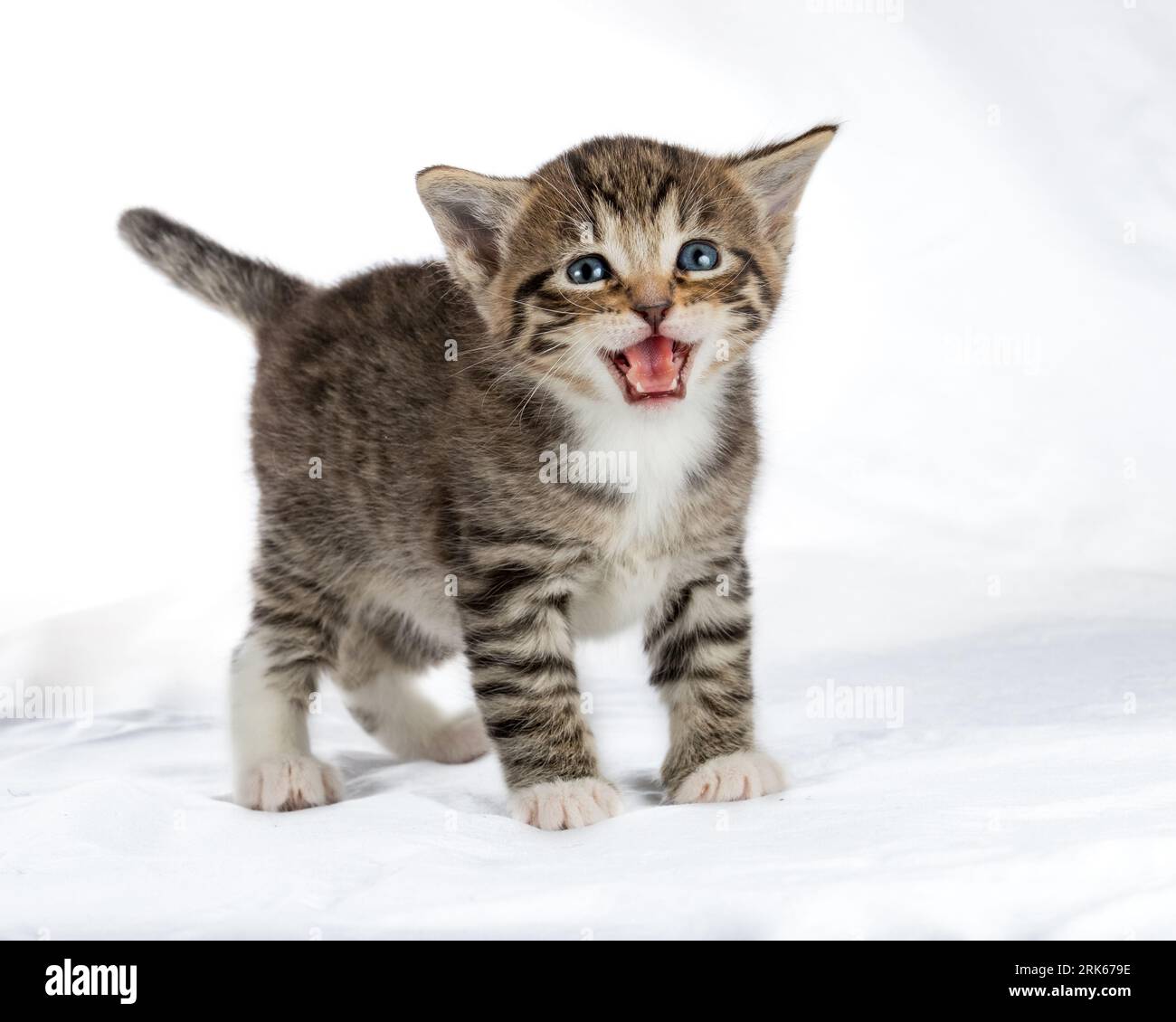 A charming gray kitten on a white background, looking into the camera ...
