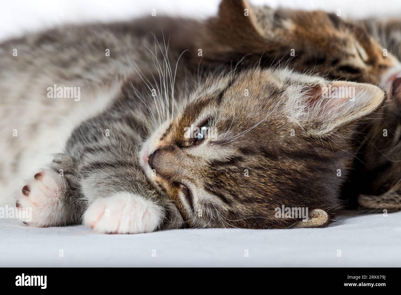 A gray and white striped kitten lying on its side in a relaxed posture ...