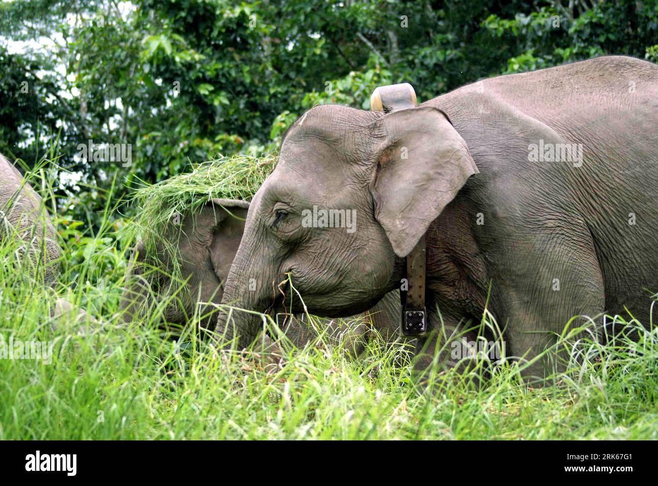 Satellite tracking elephants hi-res stock photography and images - Alamy
