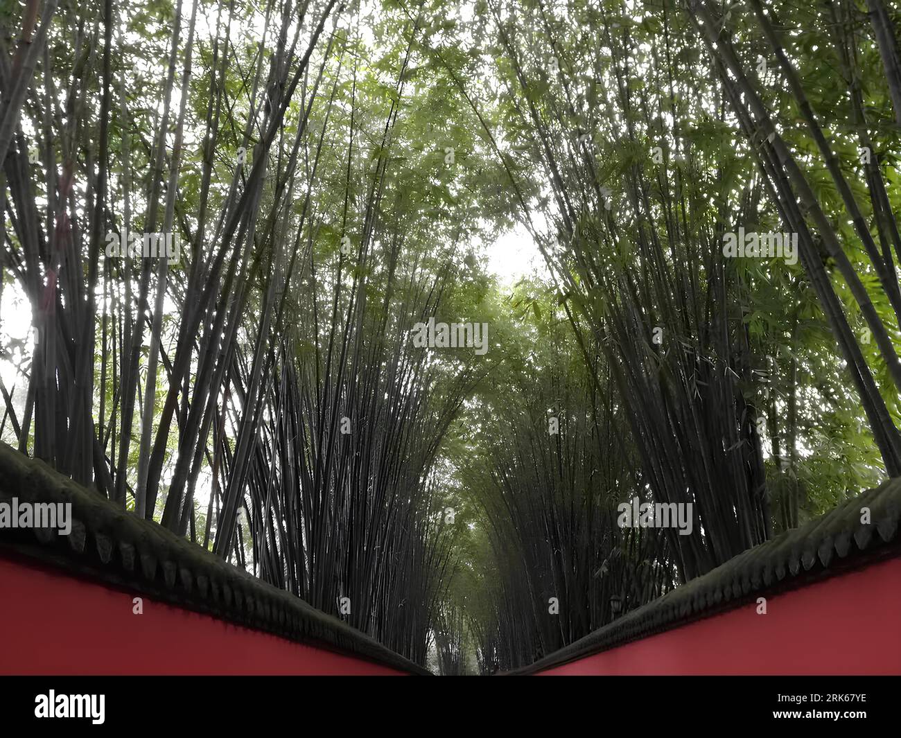 The delicate and towering green bamboo, forming an arched gateway on ...