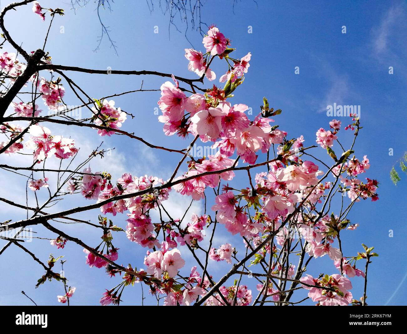Amidst the serene ambiance of Beijing's Yuyuantan Park, a captivating ...
