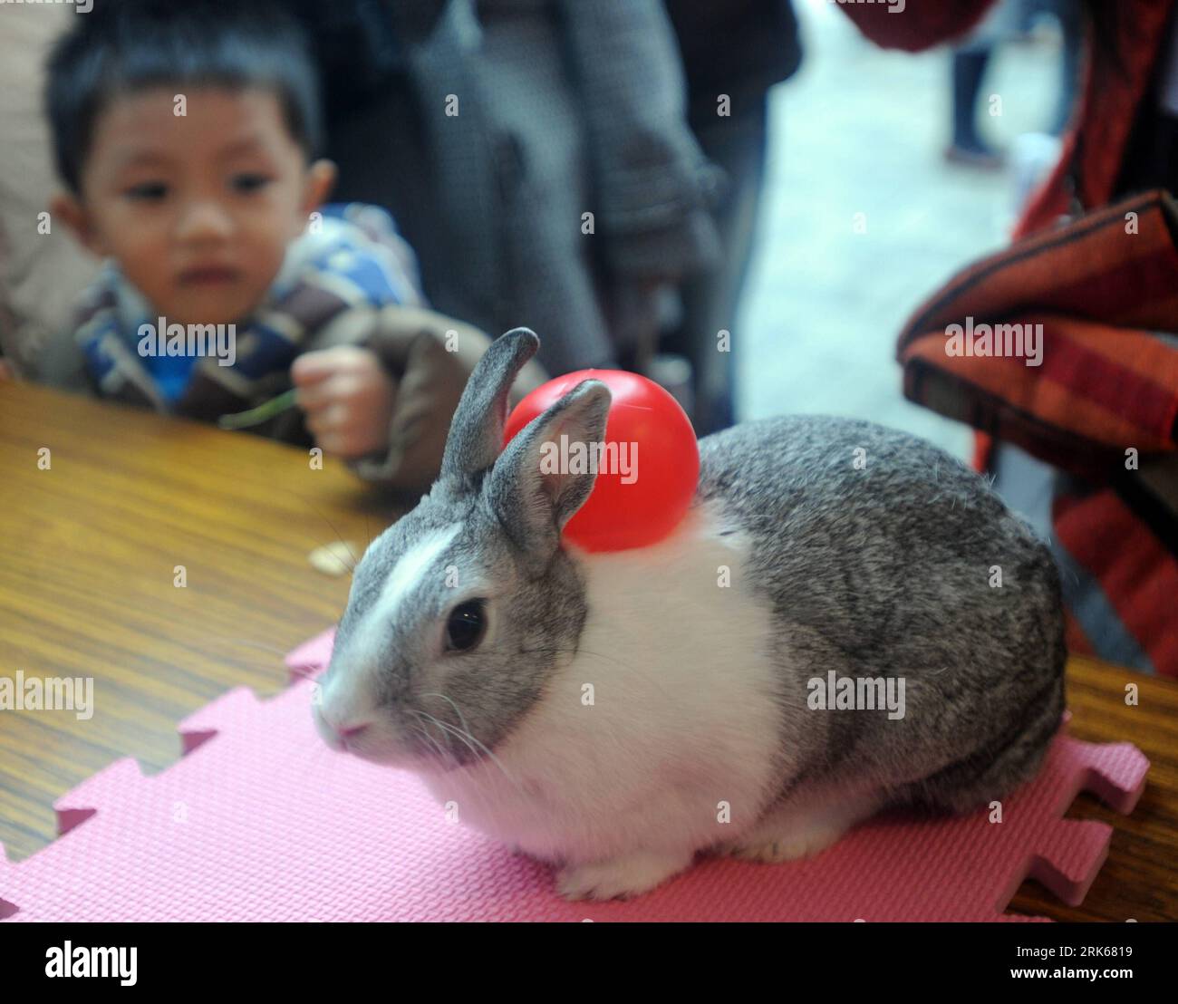 Hundreds of rabbits hi-res stock photography and images - Alamy
