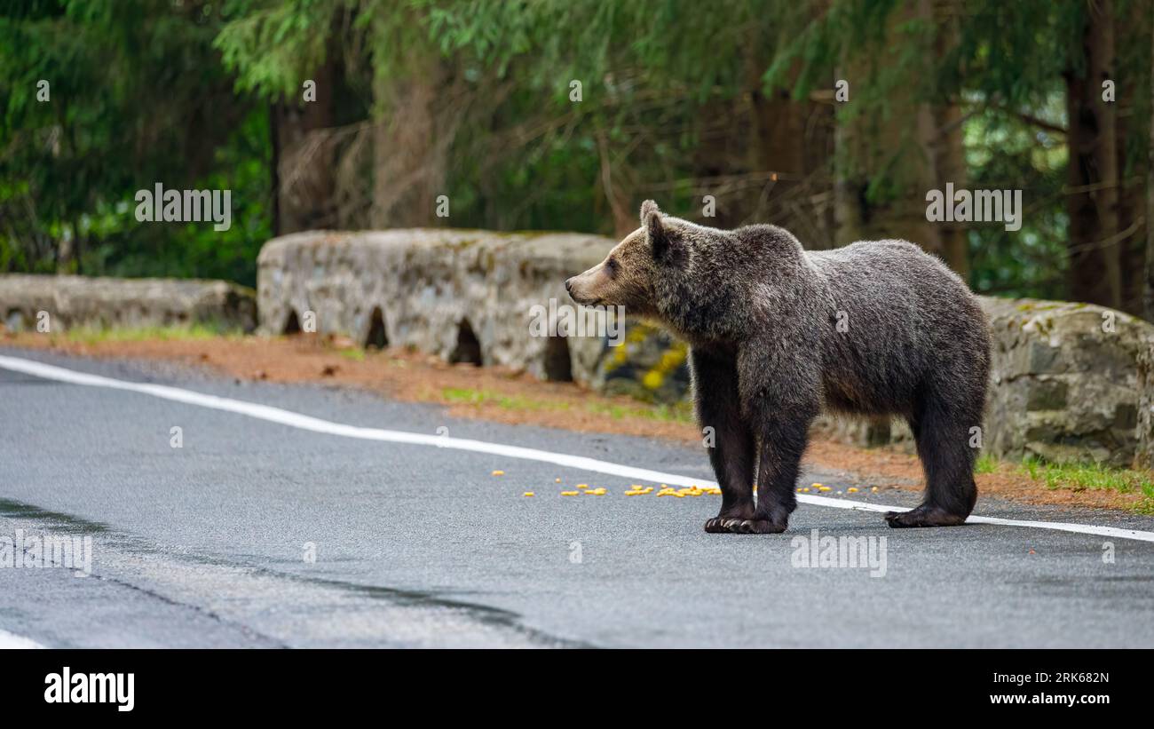 European Brown Bear in the Carpathians of Romania Stock Photo - Alamy