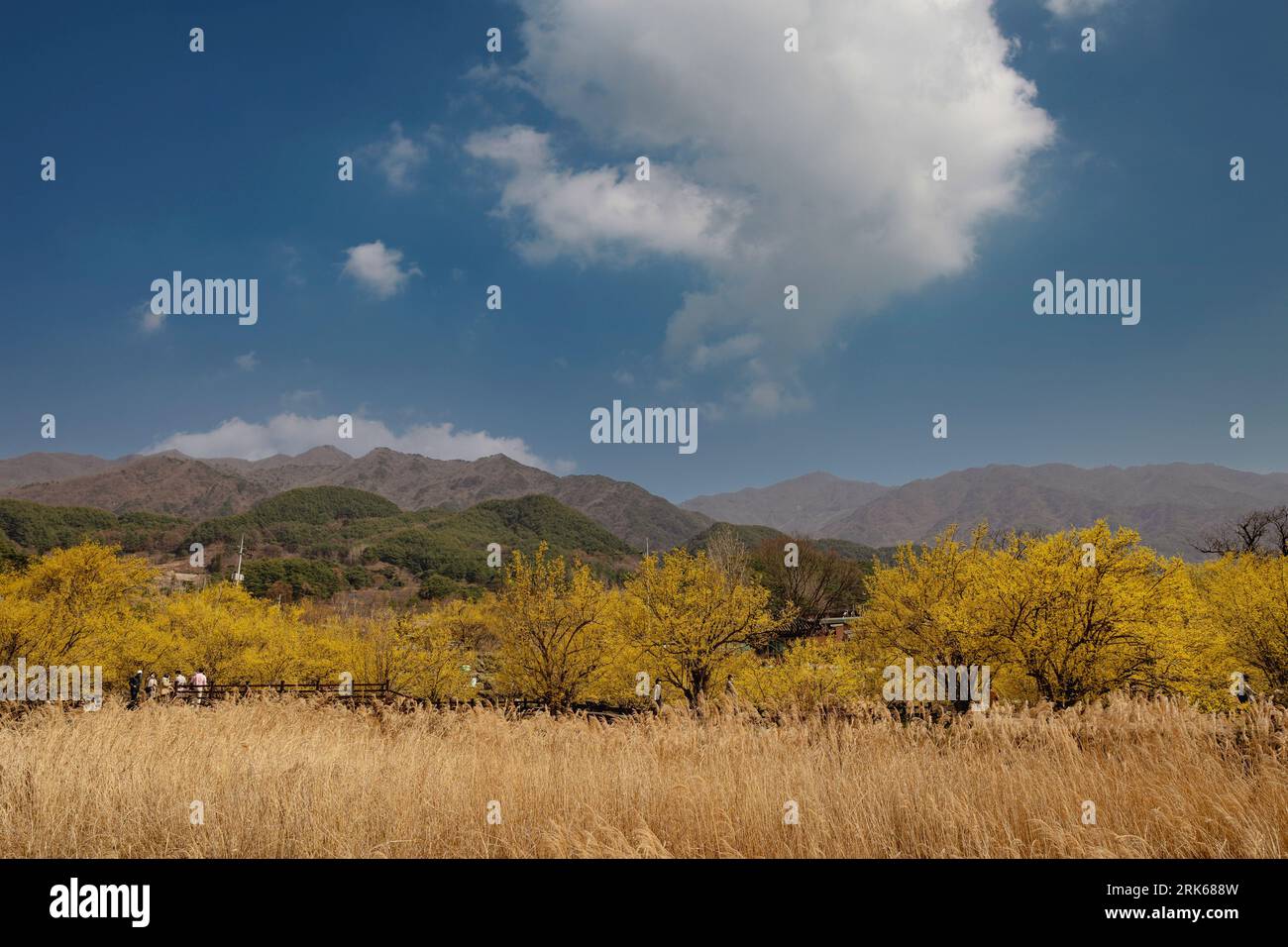 A majestic mountain peaks in the background of a grassy expanse Stock ...