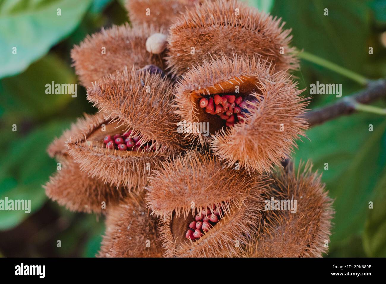open annatto plant with seed Stock Photo - Alamy