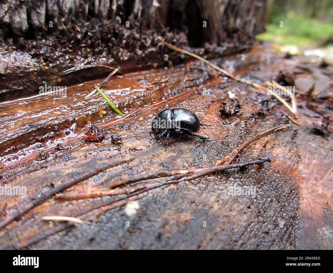 An earth-boring dung beetle on a wet wooden surface Stock Photo - Alamy