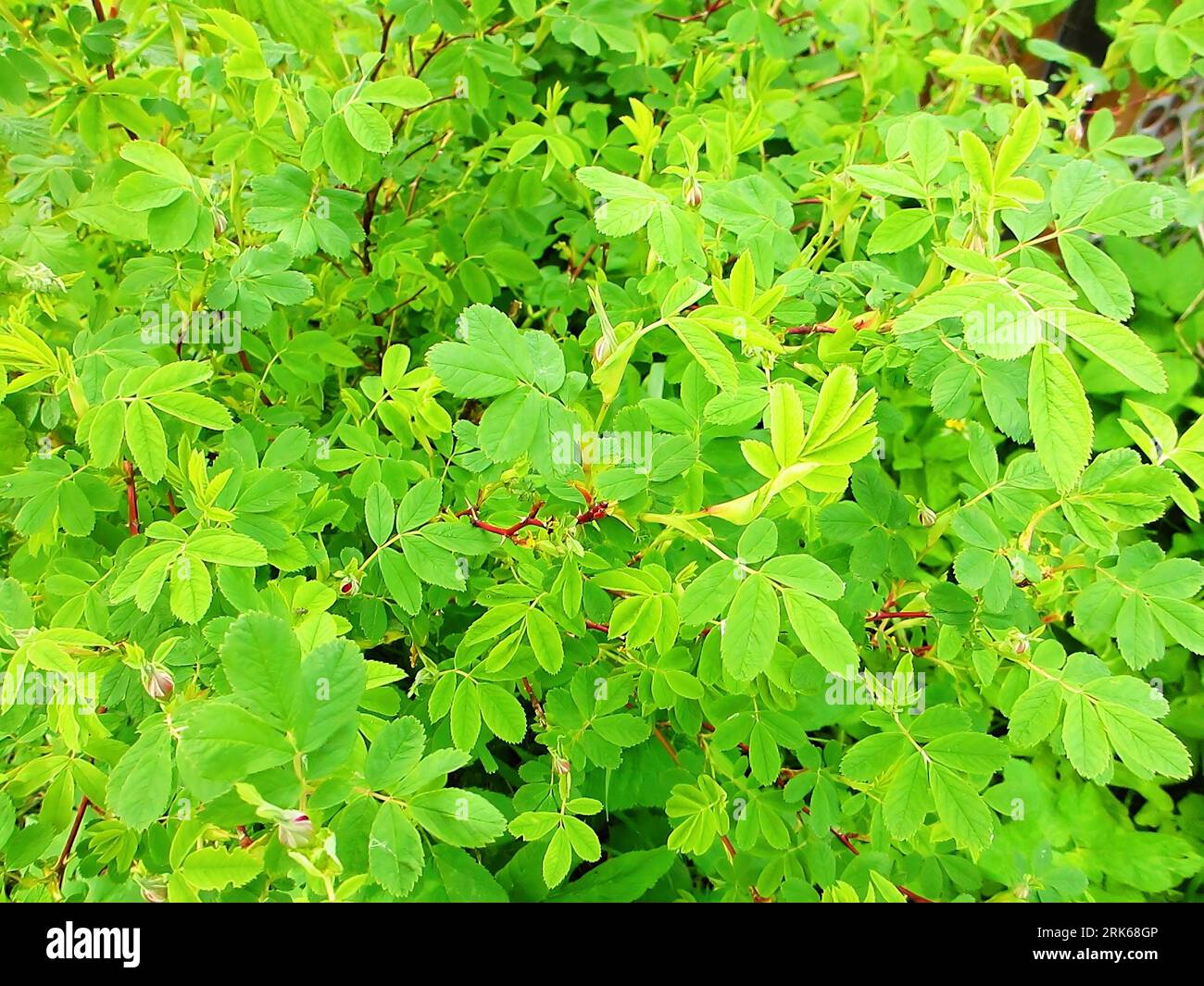 A lush bush of vibrant greenery Stock Photo - Alamy